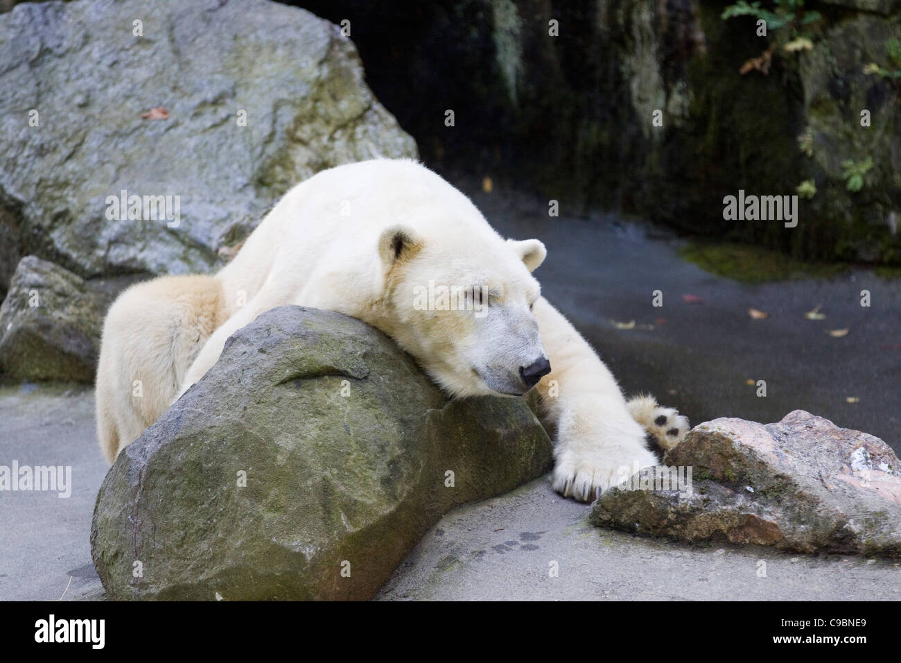 A Polar Bear chilling out on his rock Ursus maritimus Stock Photo - Alamy