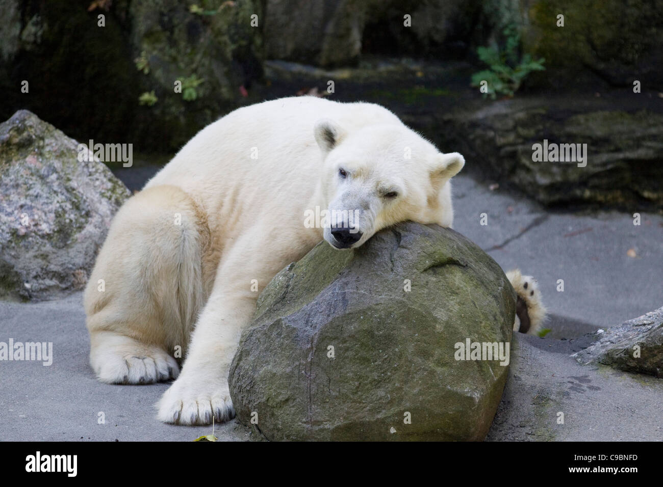 A Polar Bear chilling out on his rock Ursus maritimus Stock Photo - Alamy