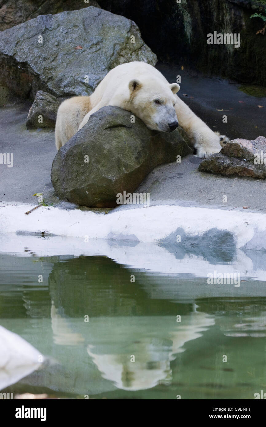 Chilling bear hi-res stock photography and images - Alamy