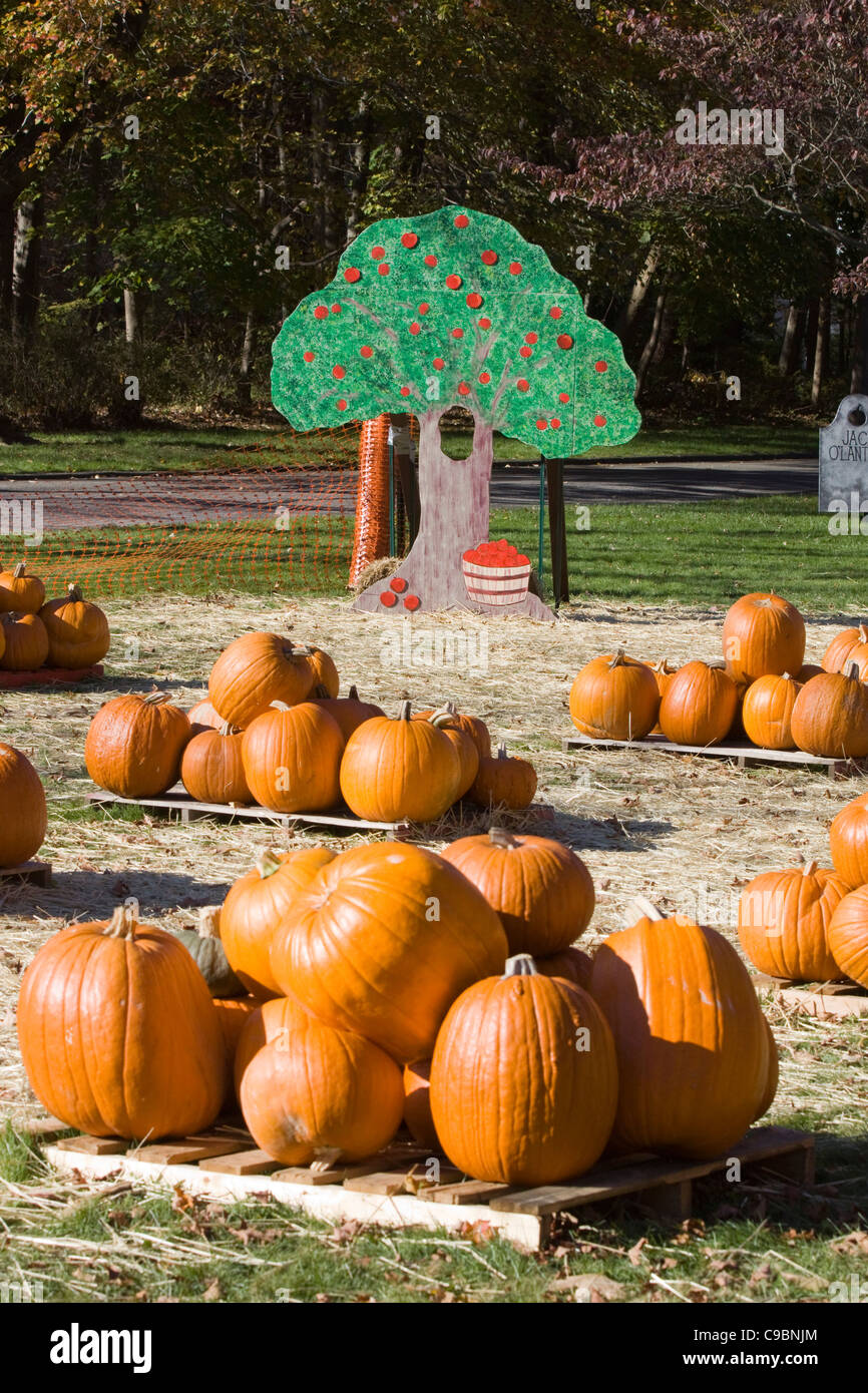 Pumpkin patch carved hi-res stock photography and images - Alamy
