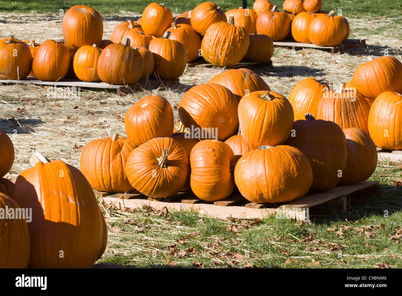 Melon patch hi-res stock photography and images - Alamy