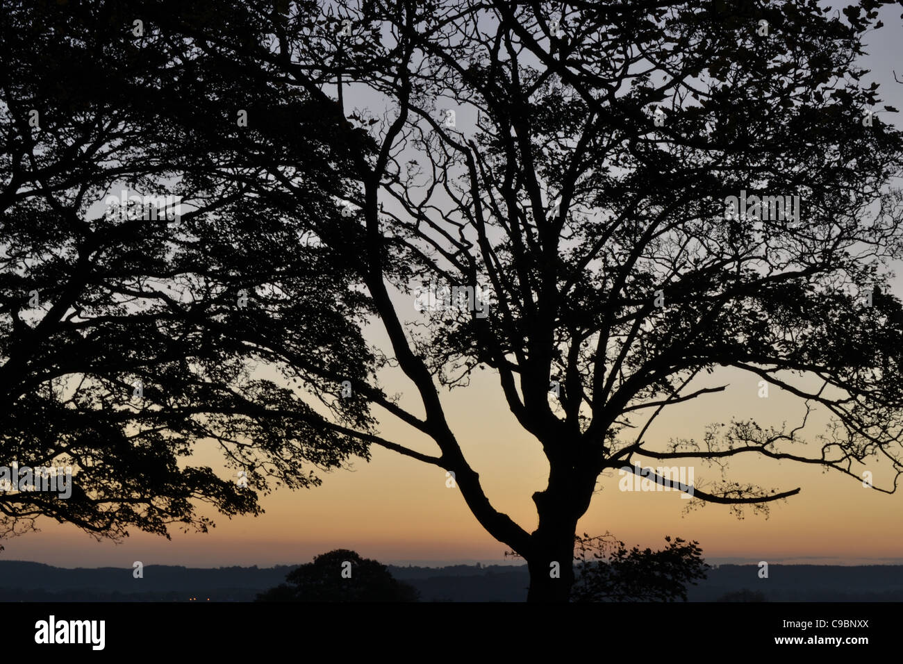 tree at dusk Stock Photo - Alamy