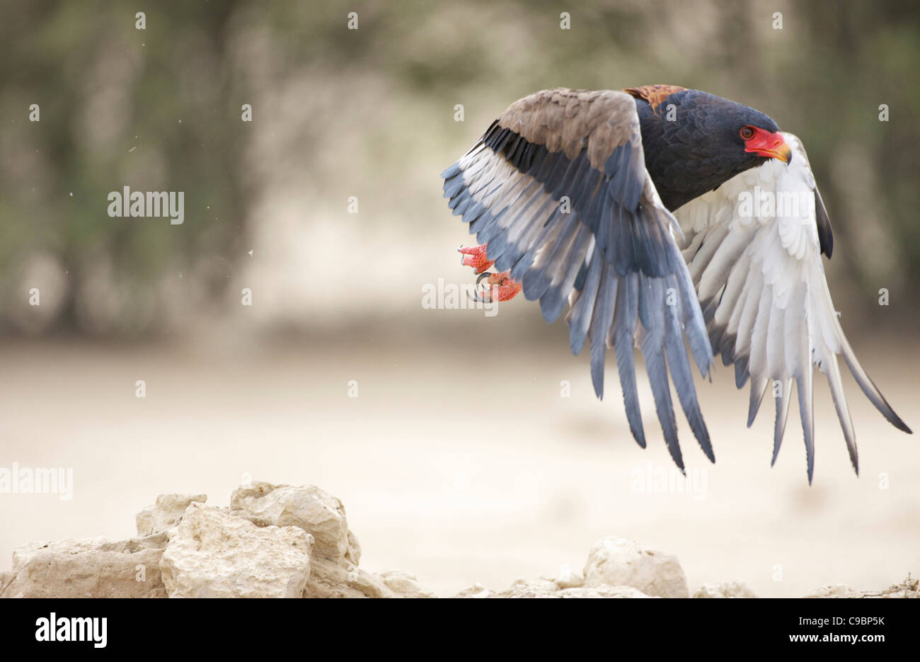 A Bateleur Eagle in flight, Kgalagadi Transfrontier Park, Northern Cape ...