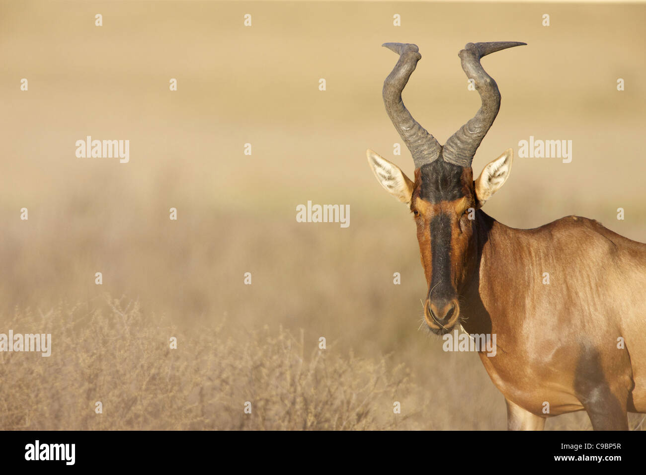 A Red Hartebeest looking at the camera, Kgalagadi Transfrontier Park ...