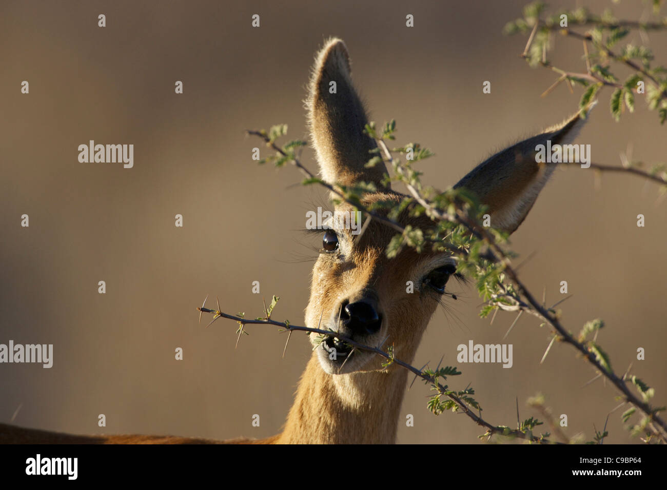 Dwarf antelope image hi-res stock photography and images - Alamy