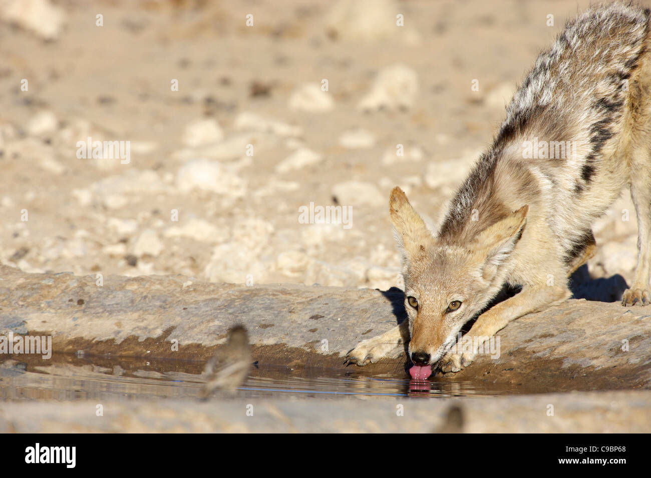 A Black-backed Jackal drinking water while watching a bird, Kgalagadi ...