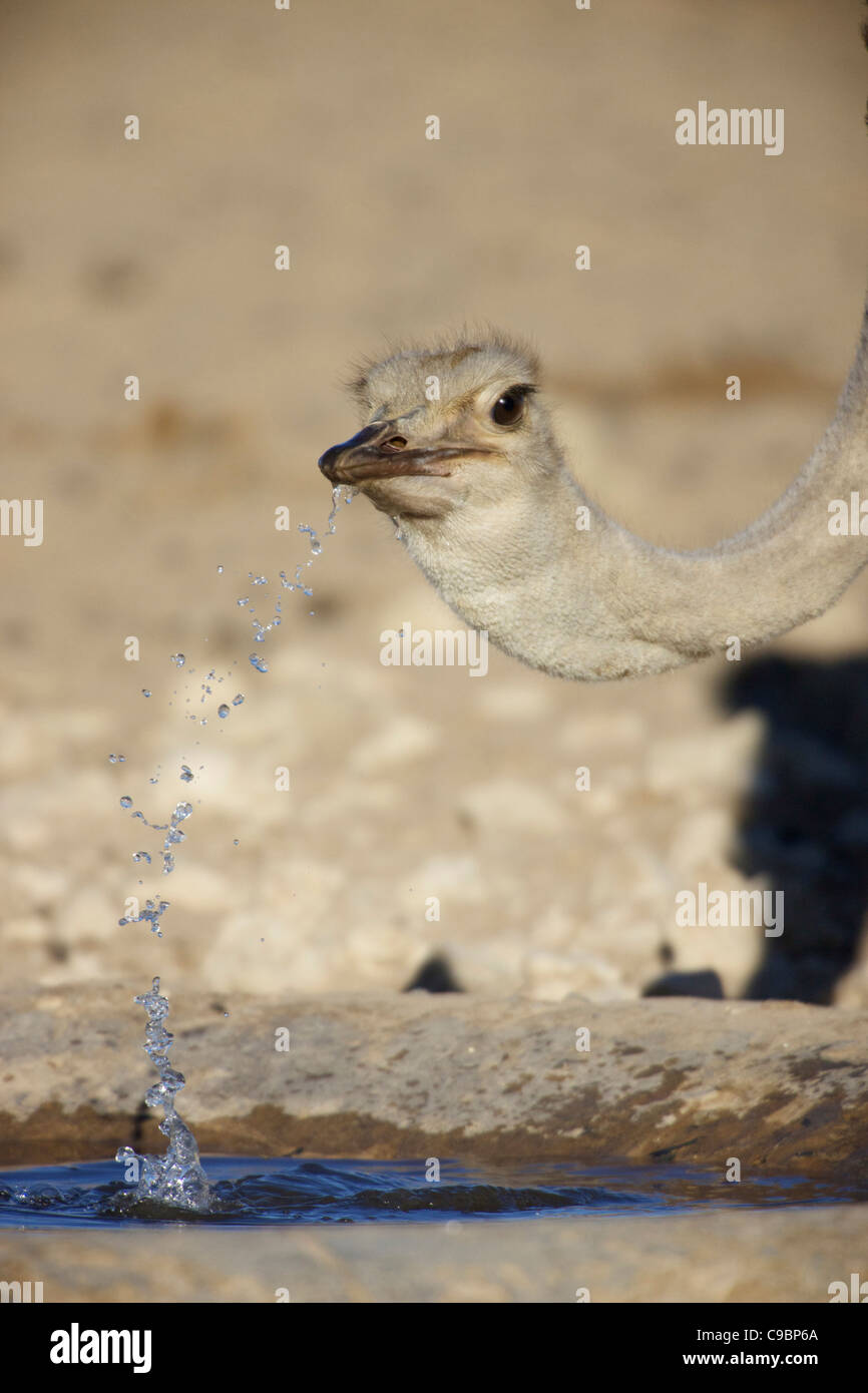 Close-up of an Ostrich drinking water, Kgalagadi Transfrontier Park ...