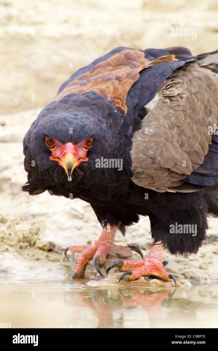 Eagle camera hi-res stock photography and images - Alamy
