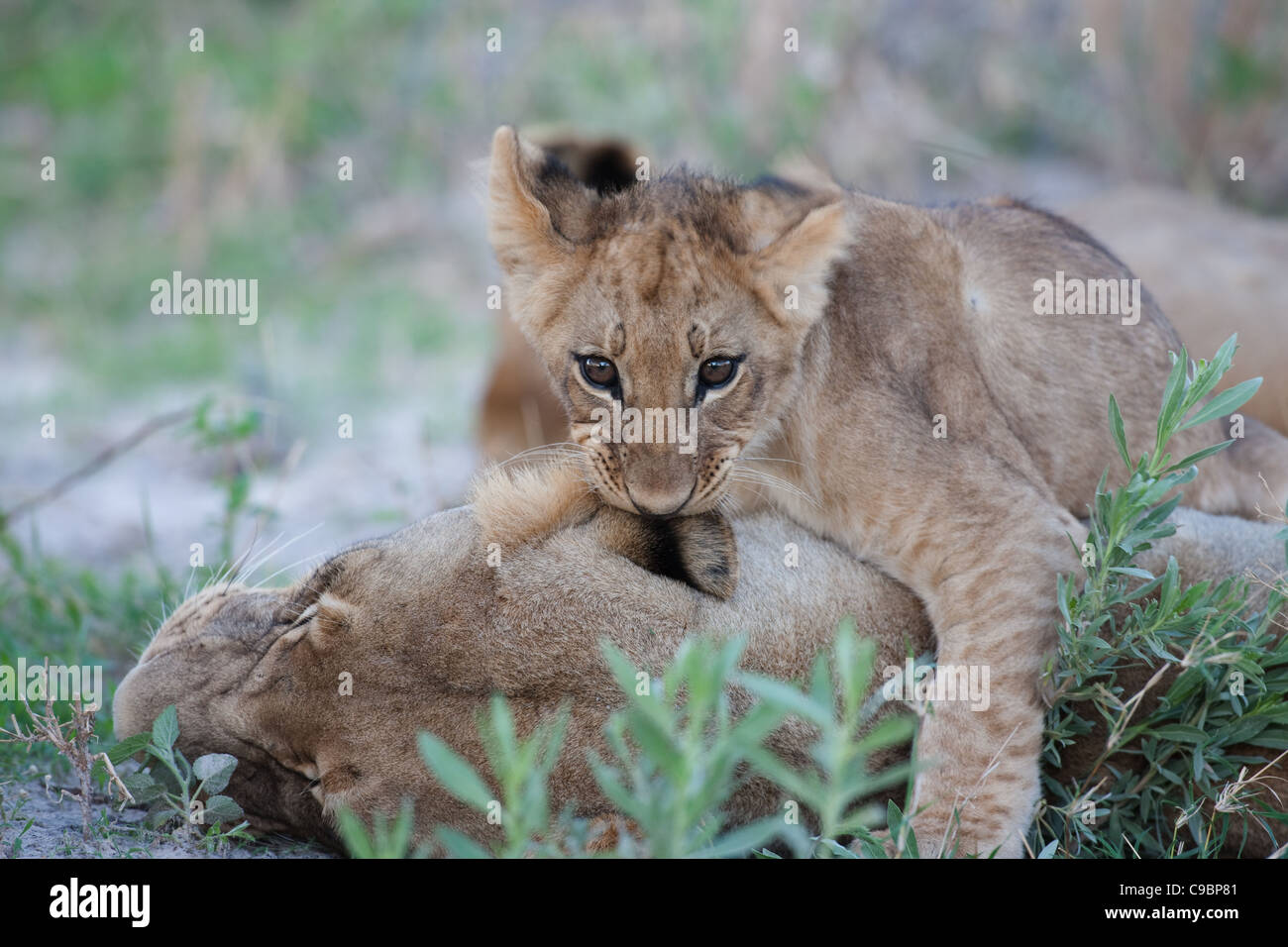 Lion (Panthera leo) cub biting mothers ear, Okavango Delta, Botswana ...