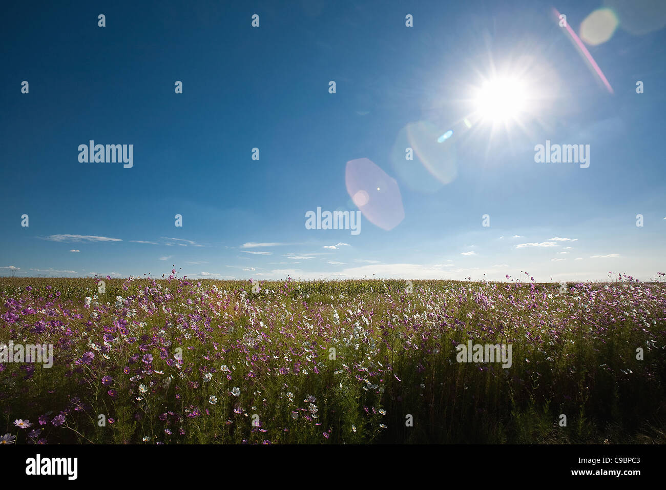 Cosmos south africa hi-res stock photography and images - Alamy