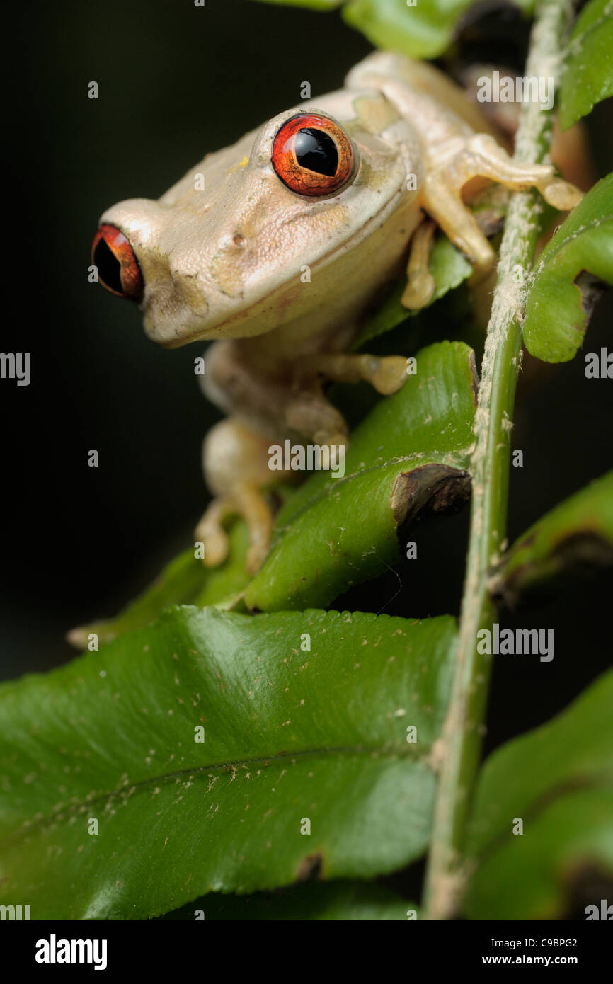 St lucia tree frog hi-res stock photography and images - Alamy