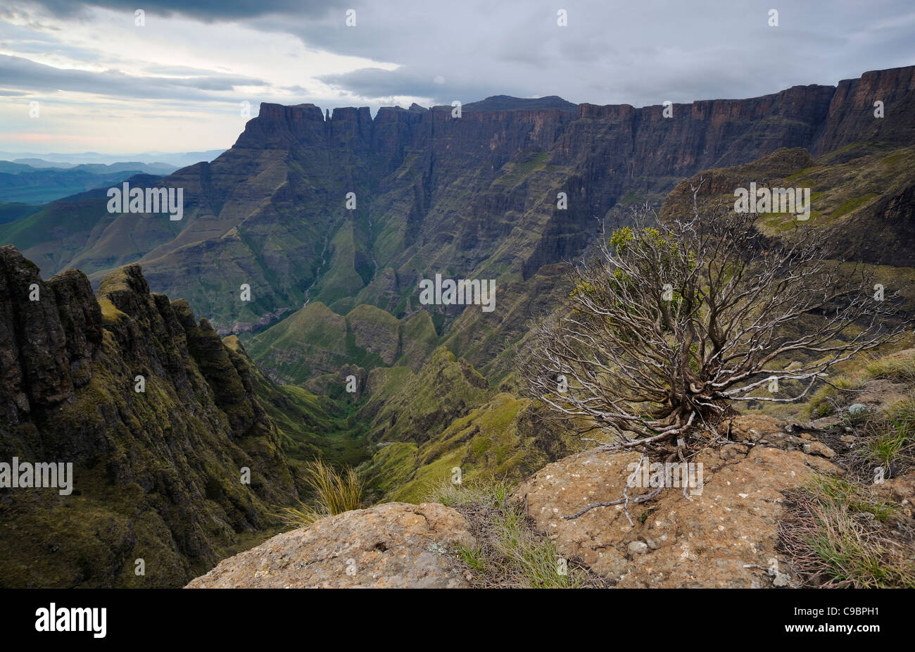 High Angle View bare bush in foreground over deep mountain valley ...