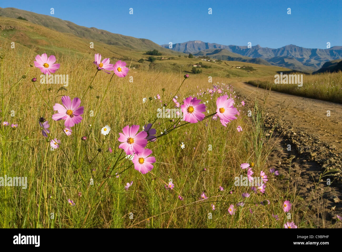 Lotheni road High Resolution Stock Photography and Images - Alamy
