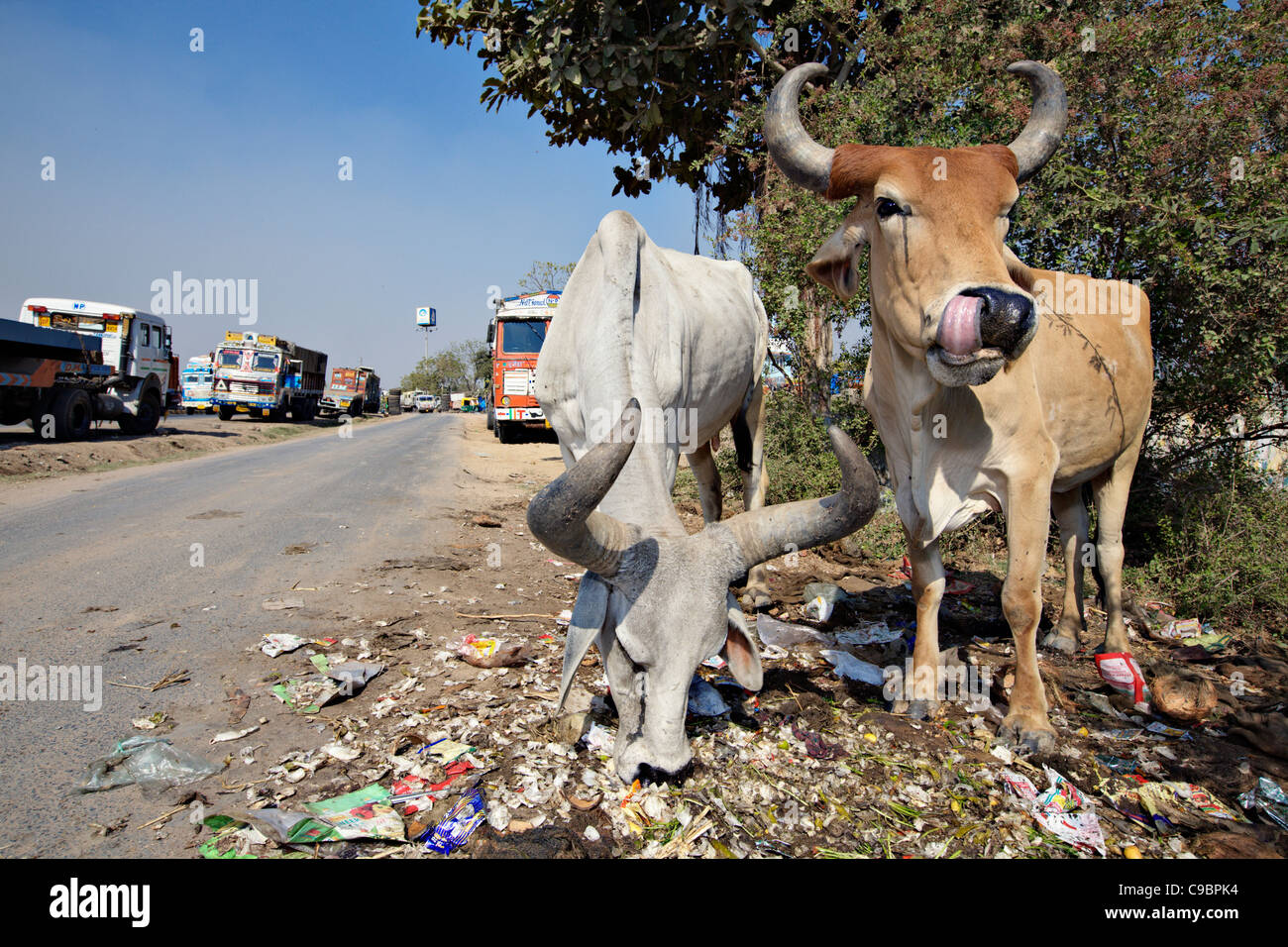 Holy cows eating garbage on roadside near Ahmedabad, Gujarat state ...
