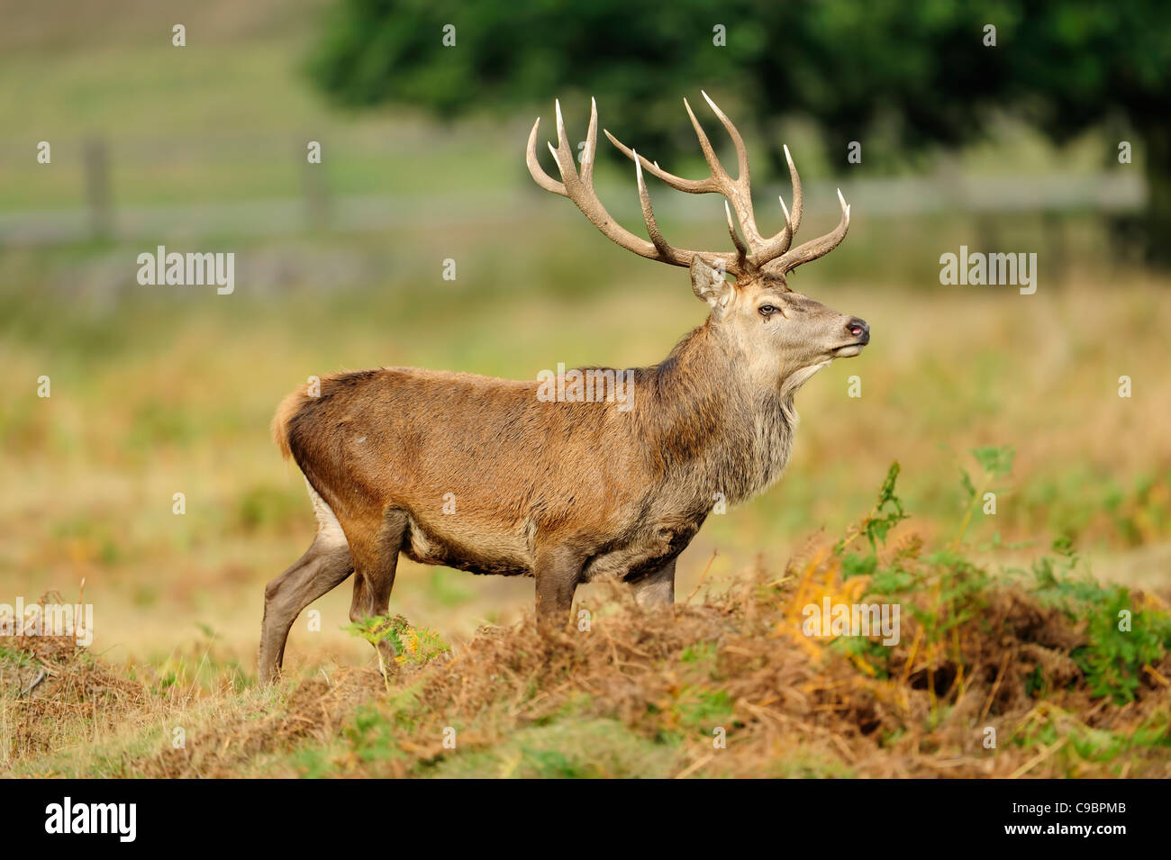 mature red deer stag Stock Photo - Alamy