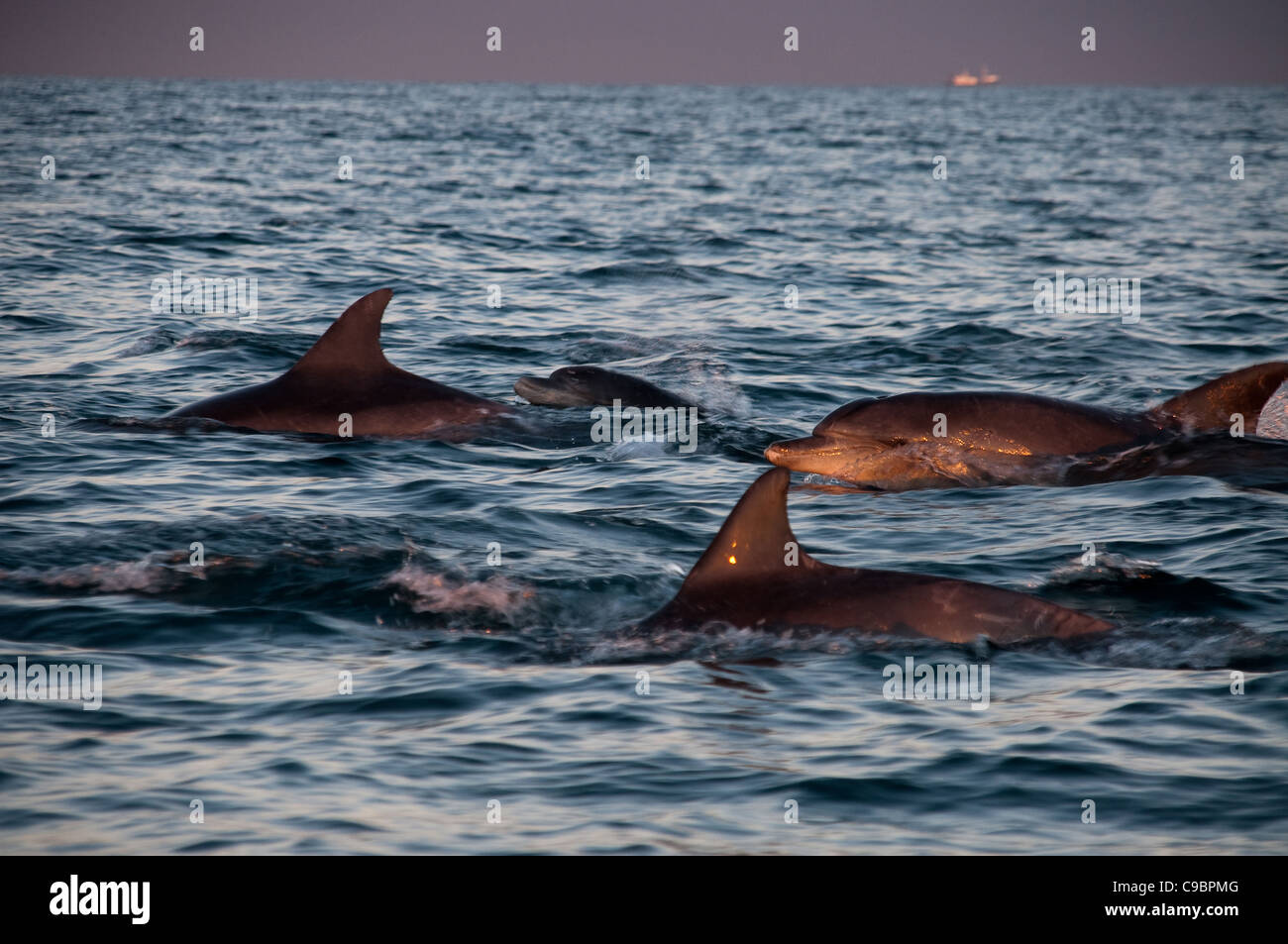 Common Bottlenose Dolphins (Tursiops truncatus) in Algoa Bay, Port ...