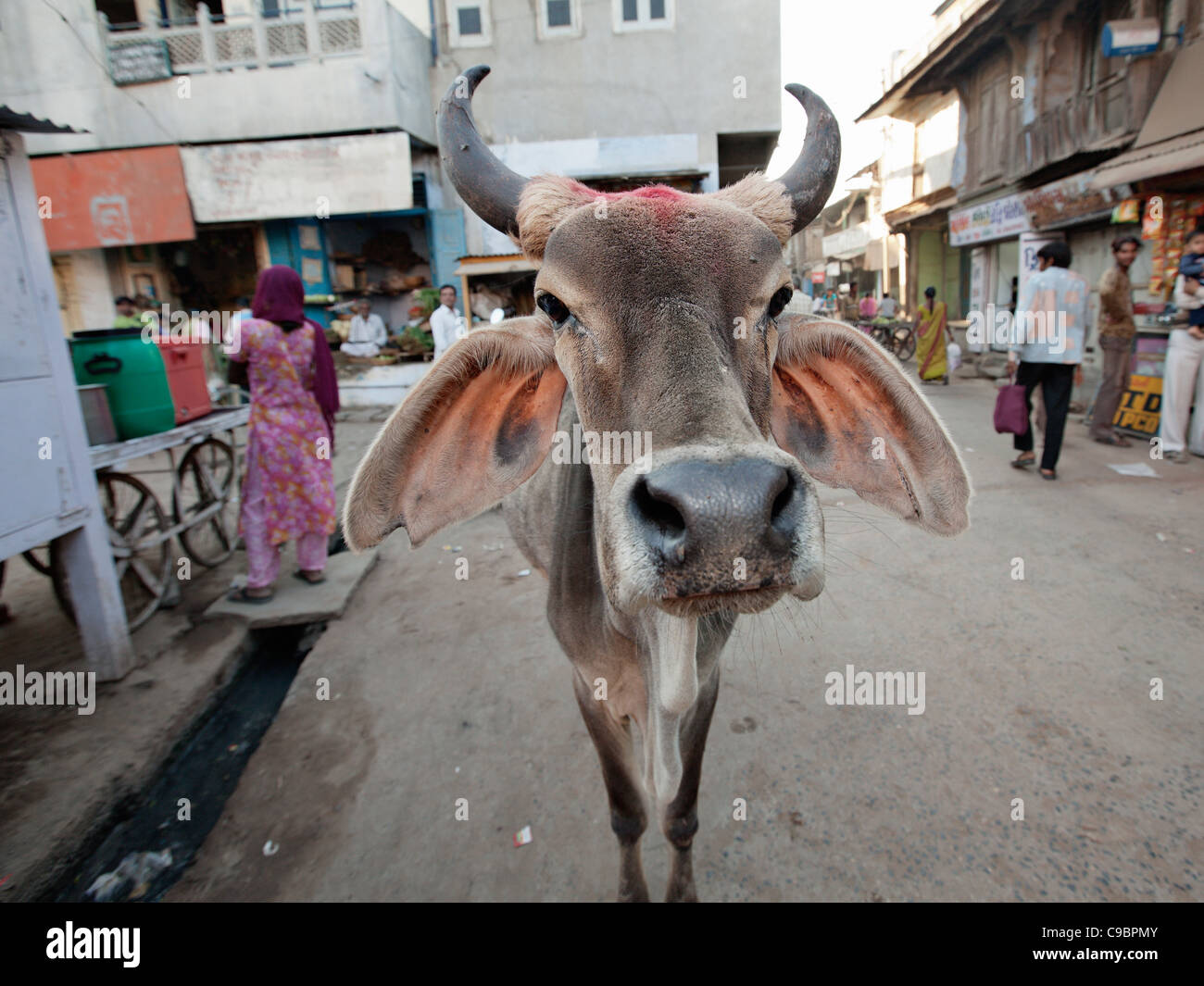 Holy cow india hi-res stock photography and images - Alamy