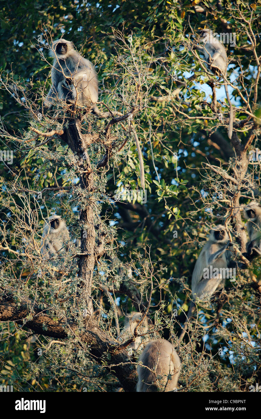 Silver langur hi-res stock photography and images - Alamy
