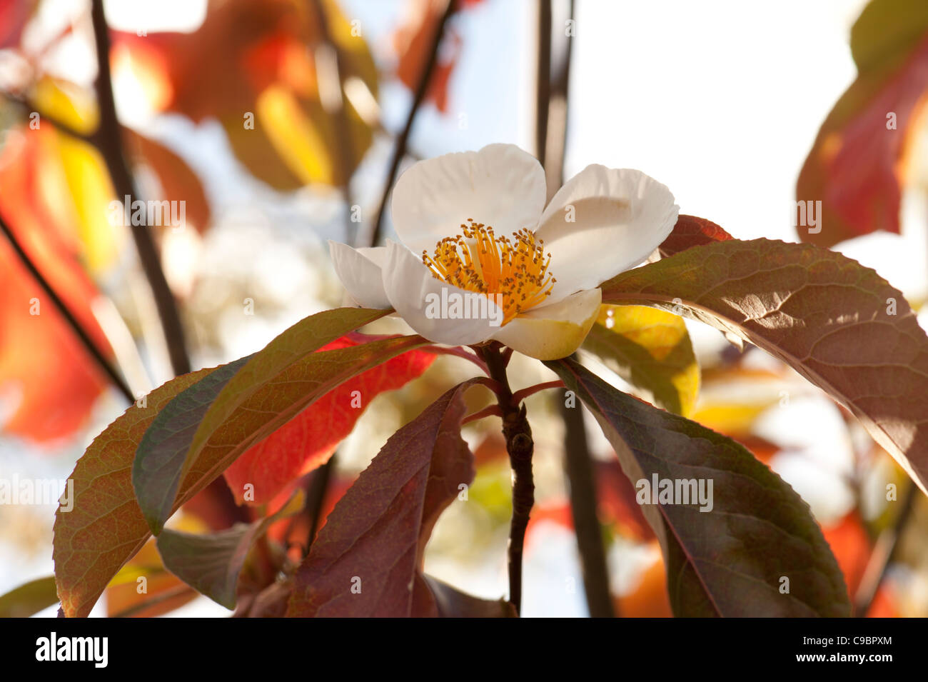 Franklinia altahama, an extinct tree in the wild, now only seen in a ...