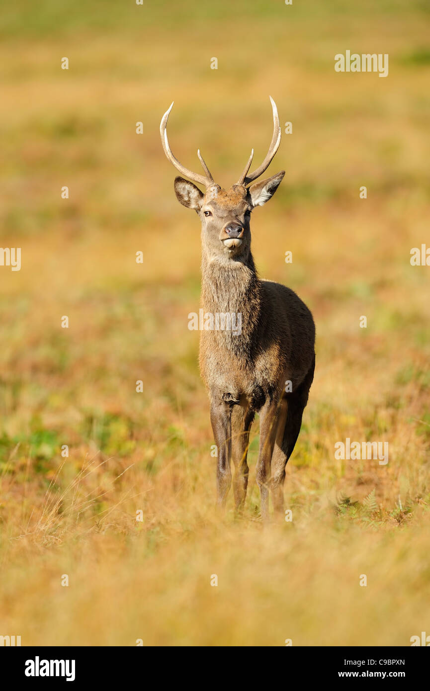 young red deer stag standing Stock Photo - Alamy