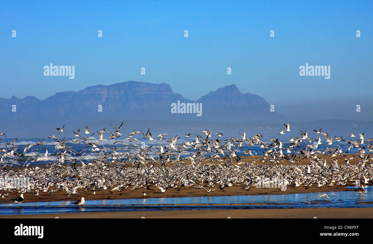 Hartlaub gulls hi-res stock photography and images - Alamy