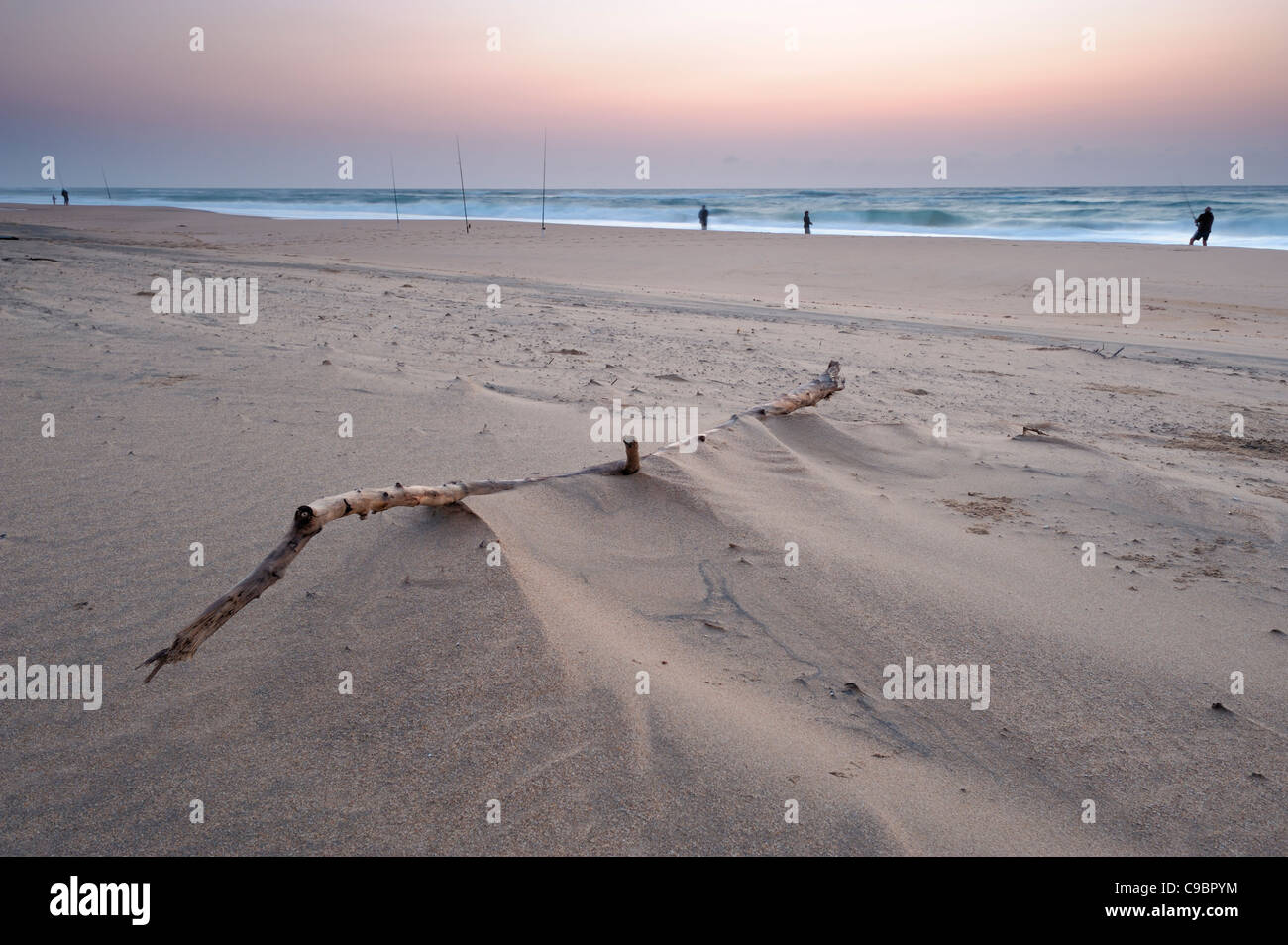 Branch buried in the sand on the beach Stock Photo - Alamy