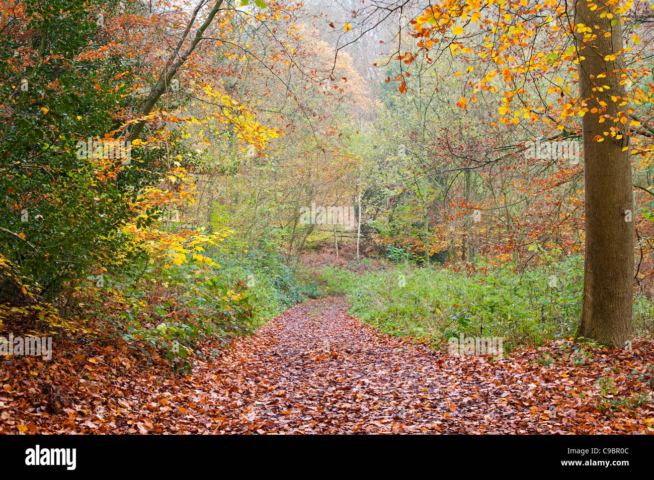 Autumn woods dorset hi-res stock photography and images - Alamy