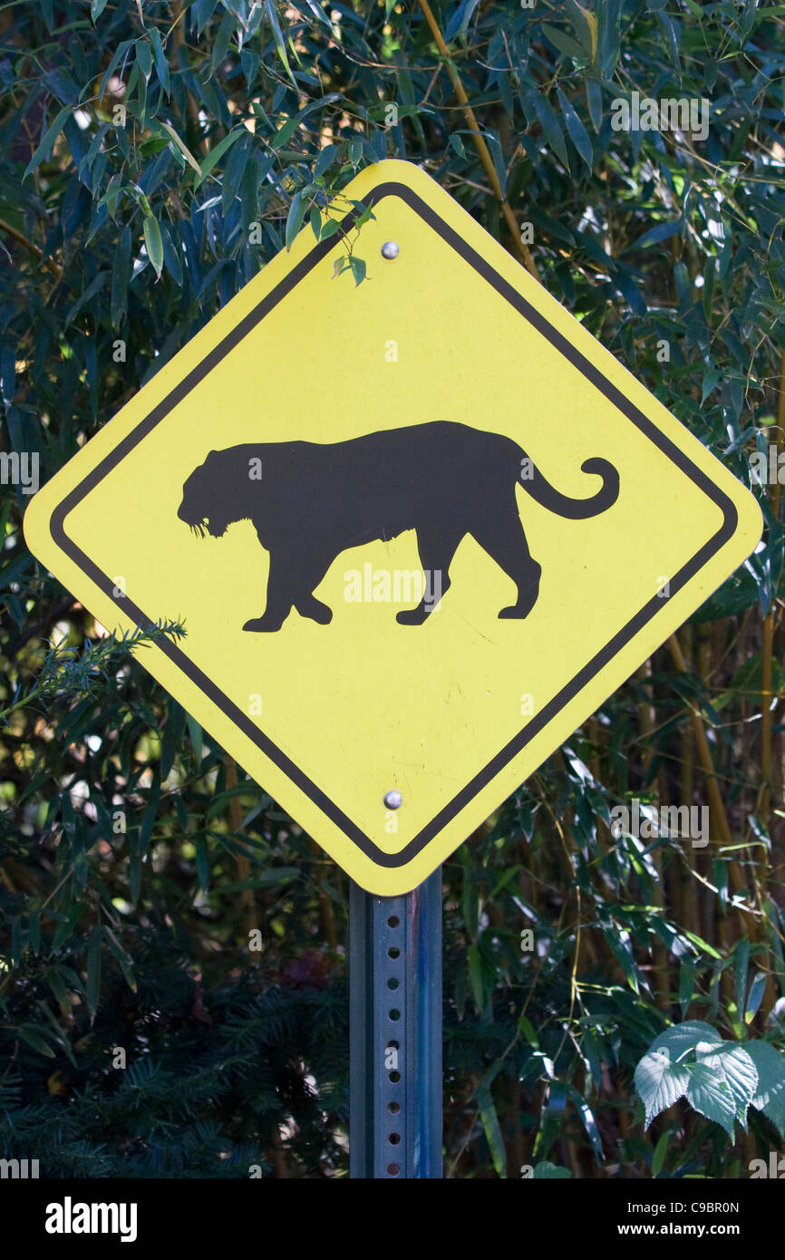Tiger crossing the road hi-res stock photography and images - Alamy