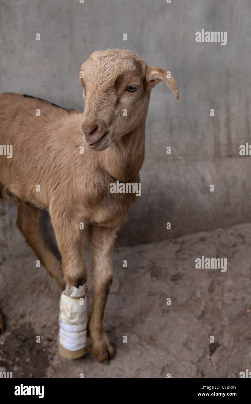 Injured sheep hi-res stock photography and images - Alamy