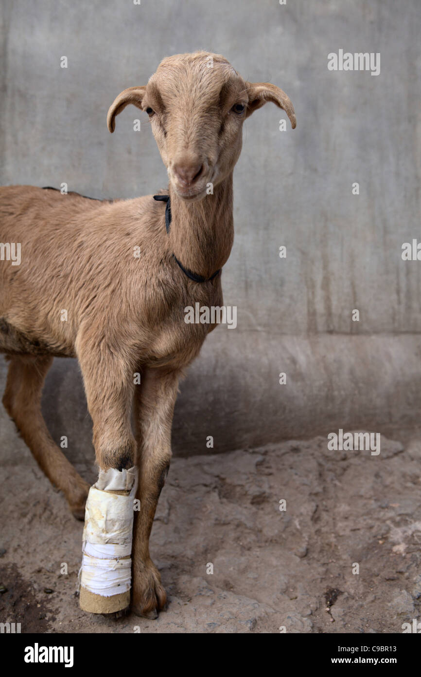 Injured lamb in village of Sarod, Gujarat state, India Stock Photo - Alamy