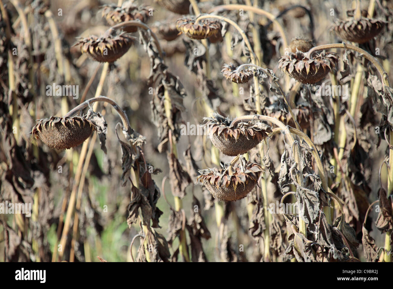 Clocolan hi-res stock photography and images - Alamy