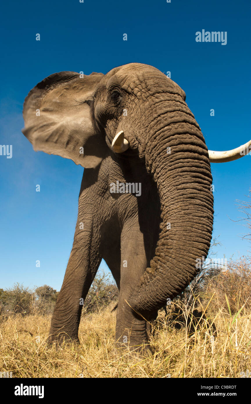 Flapping ears hi-res stock photography and images - Alamy