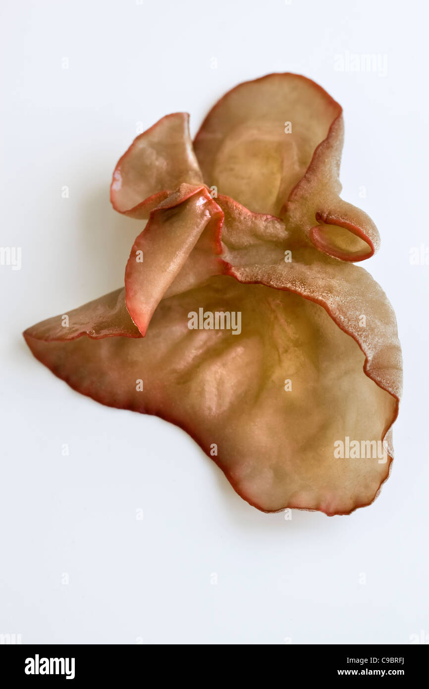 Wood ear fungi hi-res stock photography and images - Alamy