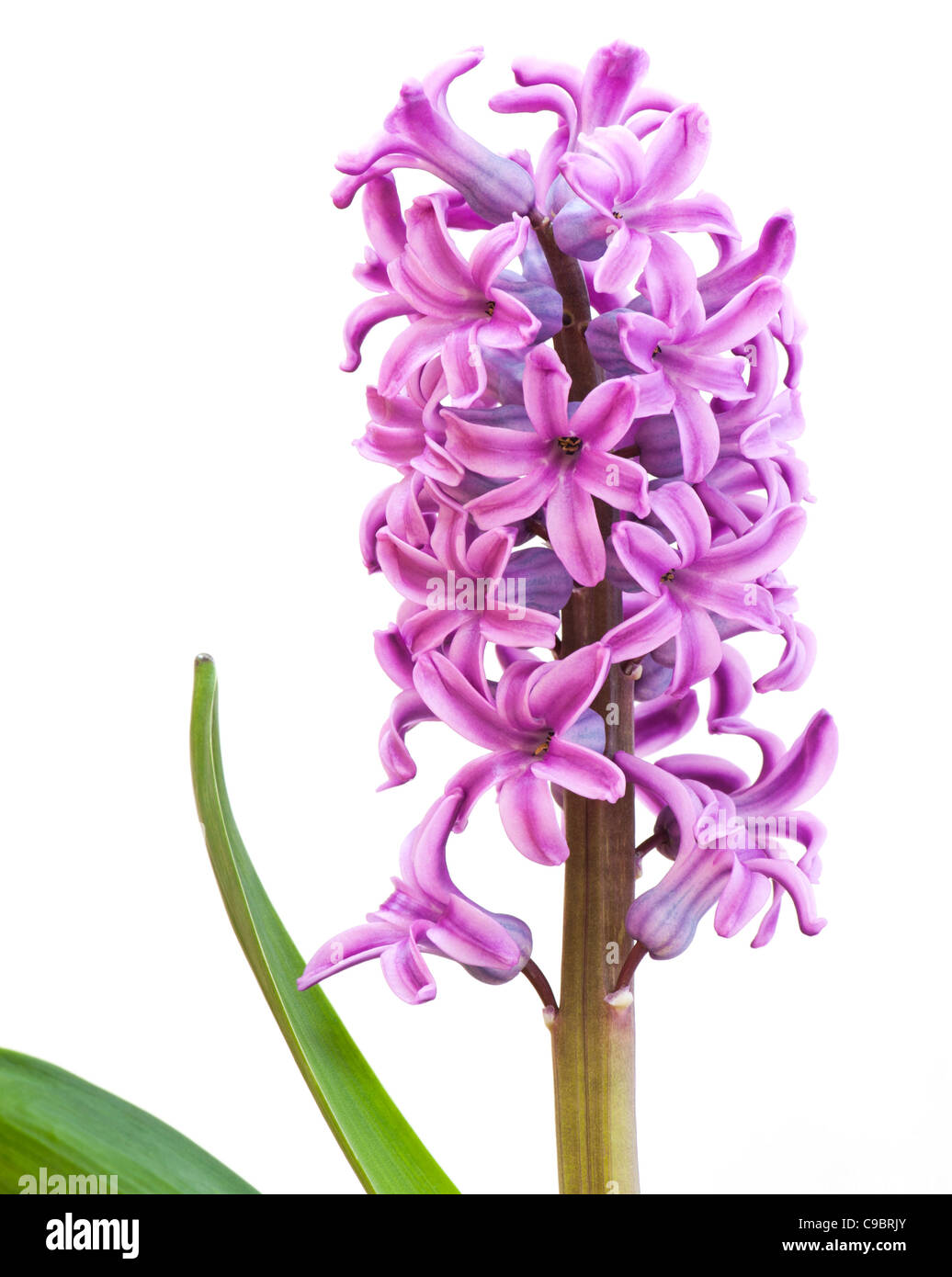 Common hyacinth flowers hi-res stock photography and images - Alamy