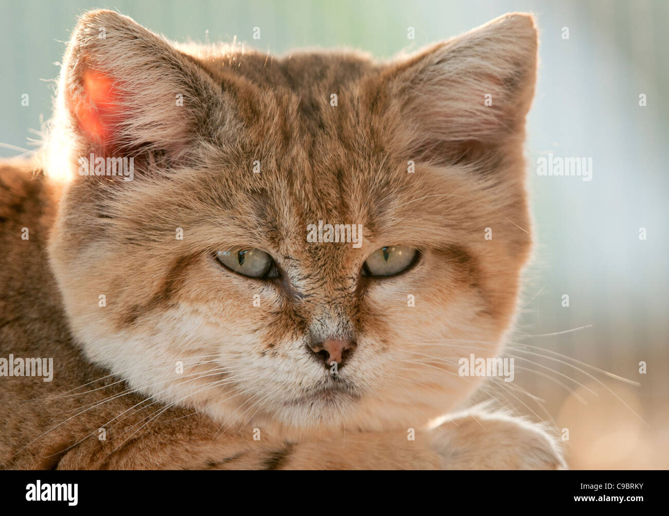 Male Arabian sand cat (headshot Stock Photo - Alamy