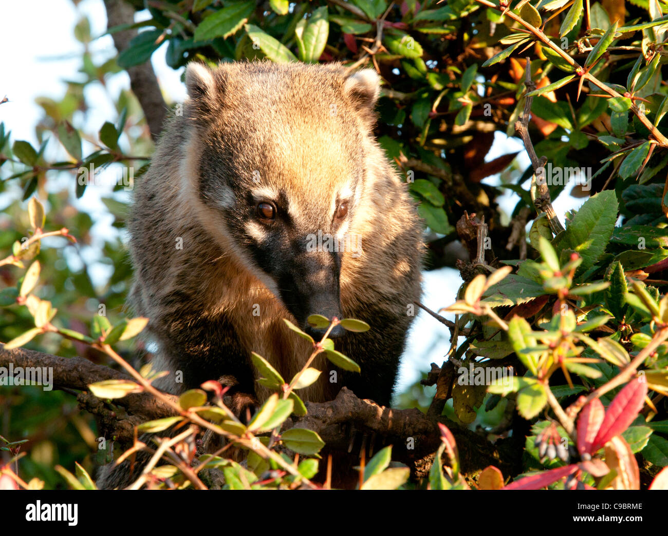 Log tailed hi-res stock photography and images - Alamy