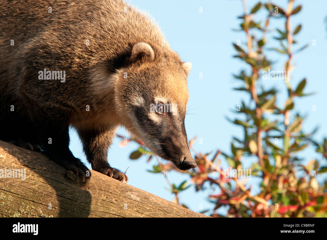 Ring-tailed coati climbing Stock Photo - Alamy