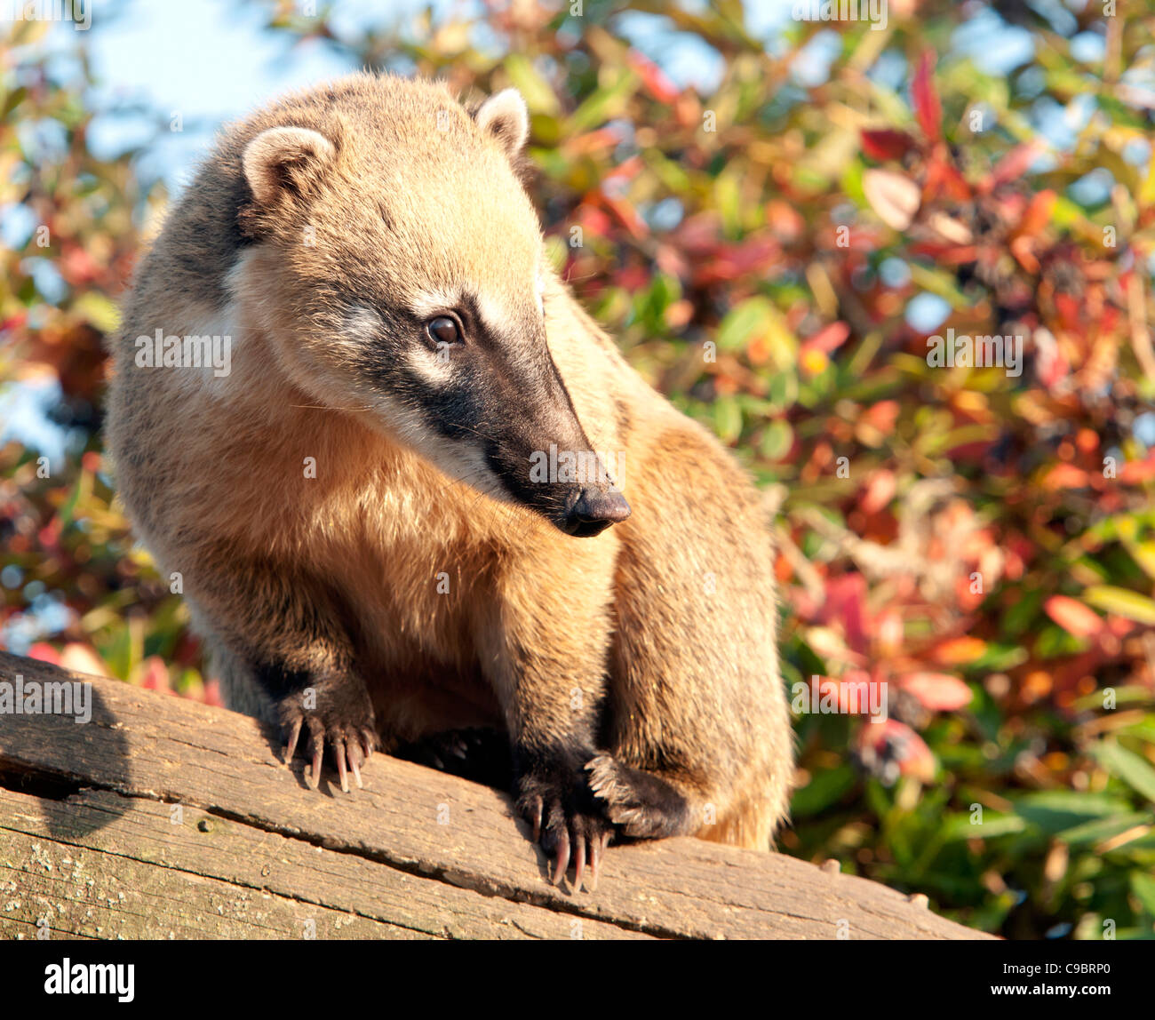 Ring-tailed coati climbing Stock Photo - Alamy