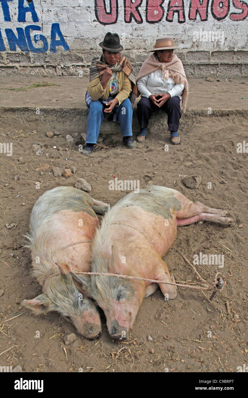 Native Quechua buy and sell pigs in a livestock market place in the ...