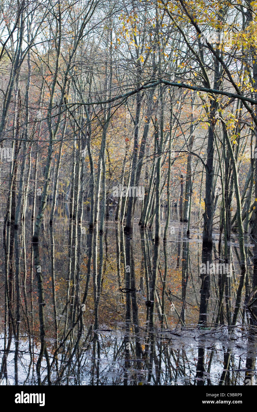 Waterlogged tree hi-res stock photography and images - Alamy