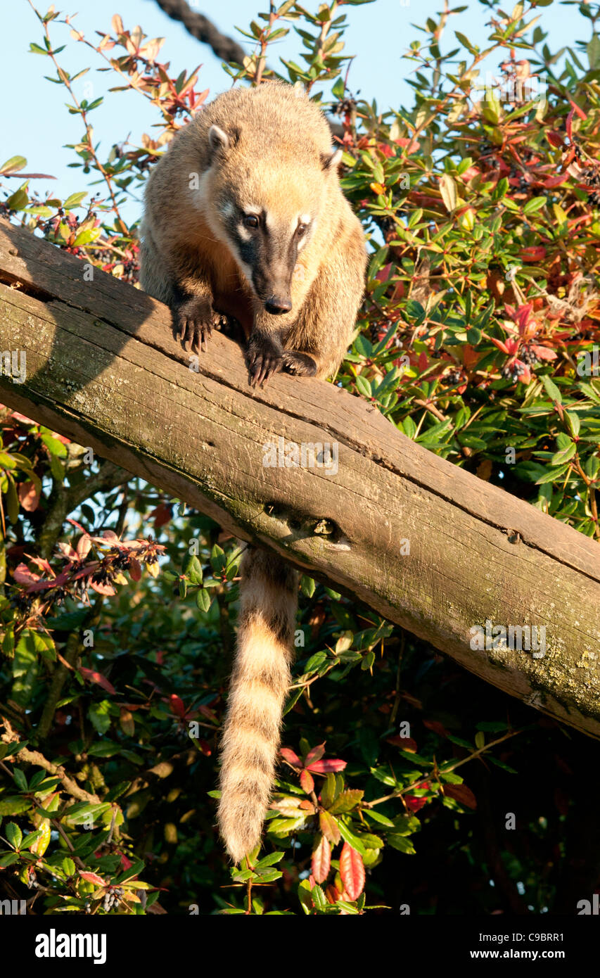 Ring-tailed coati climbing Stock Photo - Alamy