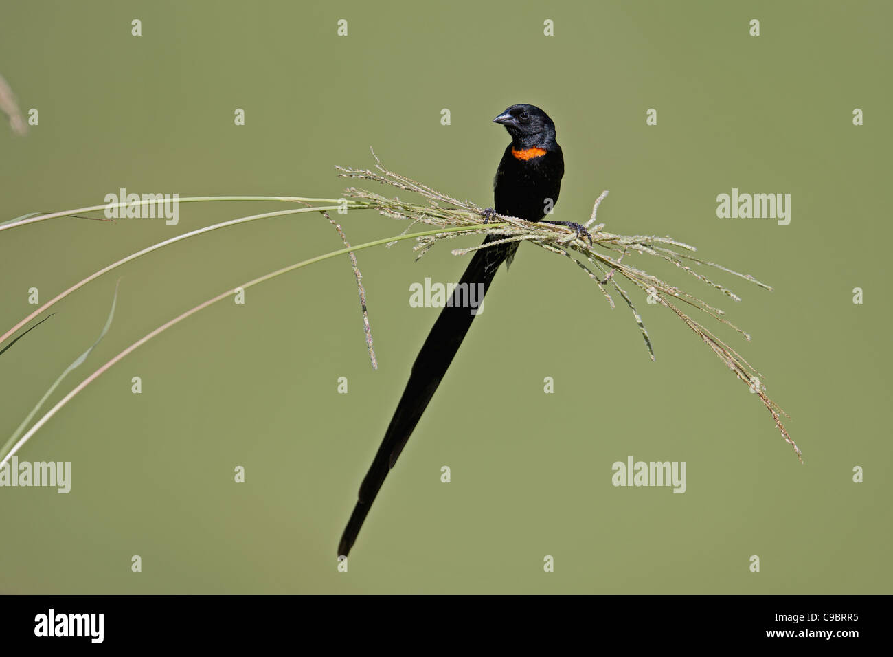 Mkhambathi hi-res stock photography and images - Alamy