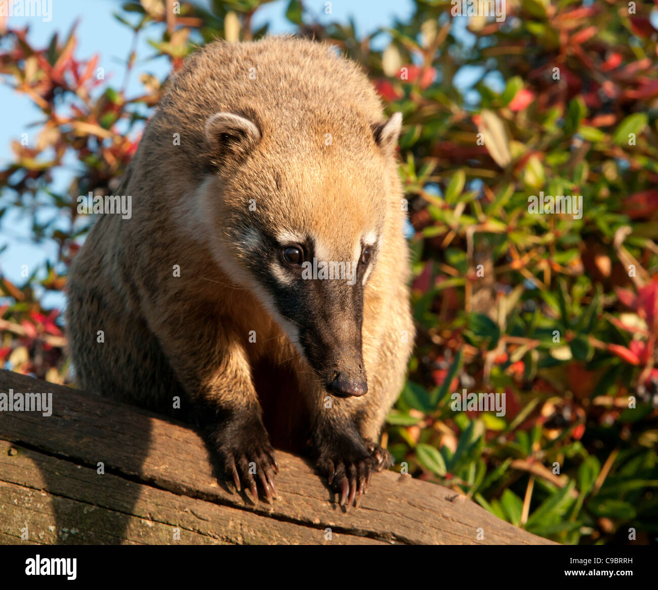 Ring-tailed coati climbing Stock Photo - Alamy
