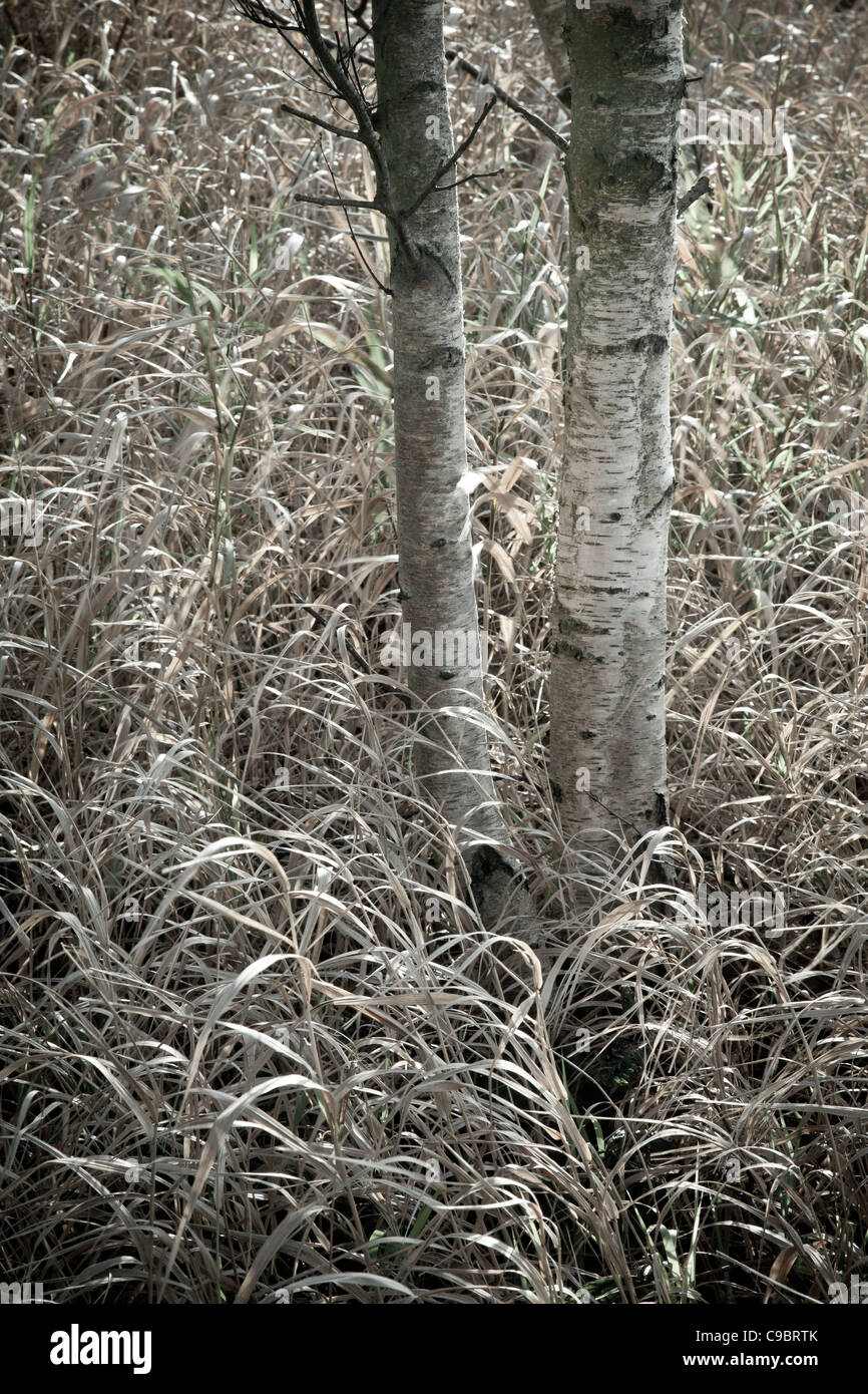 silver birch tree Stock Photo - Alamy