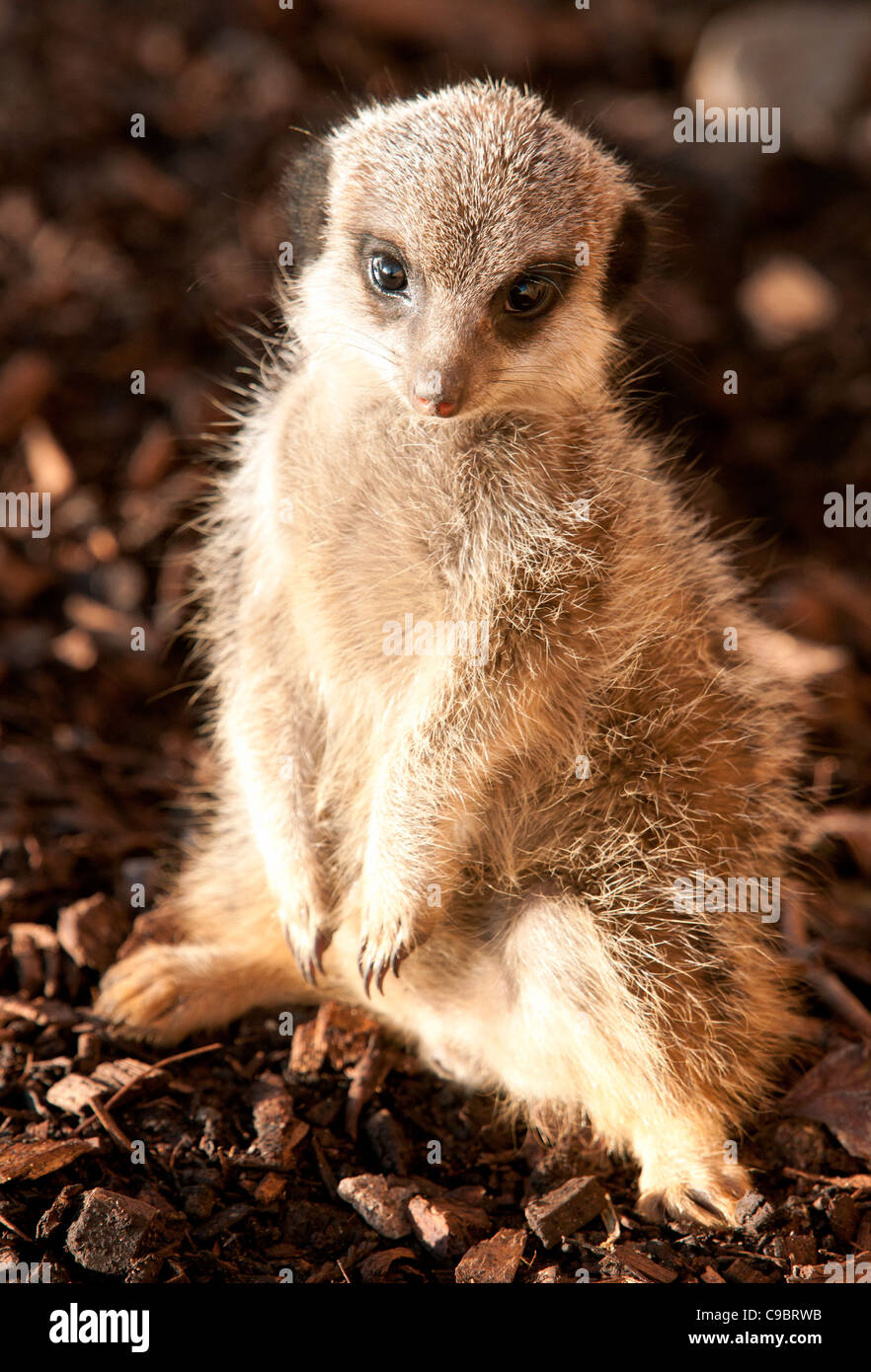 Baby meerkat sitting Stock Photo - Alamy