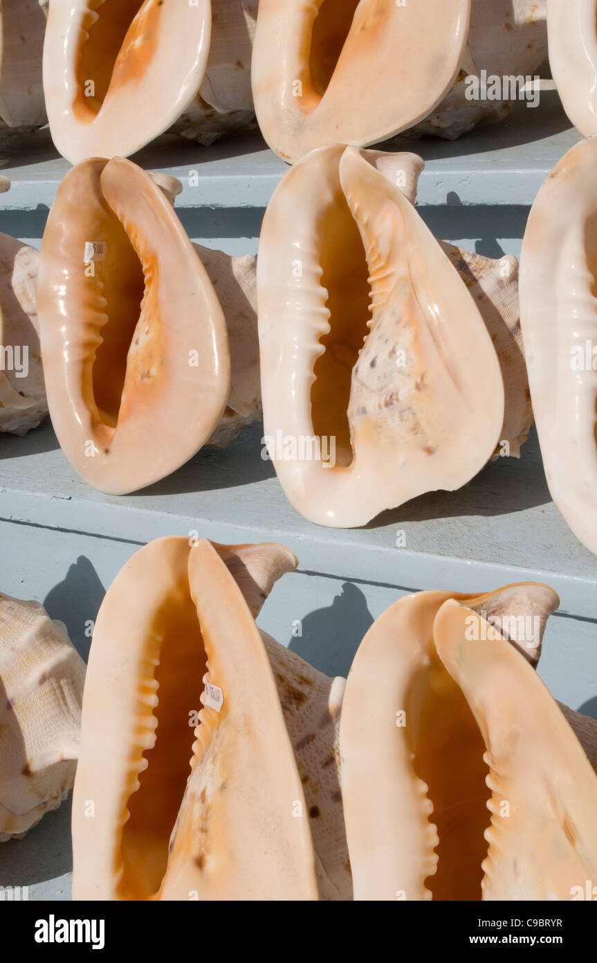 Conch shell shells hi-res stock photography and images - Alamy