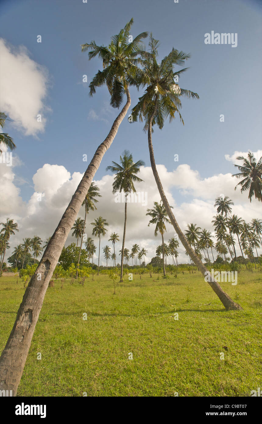 Coconut trees entwine hi-res stock photography and images - Alamy
