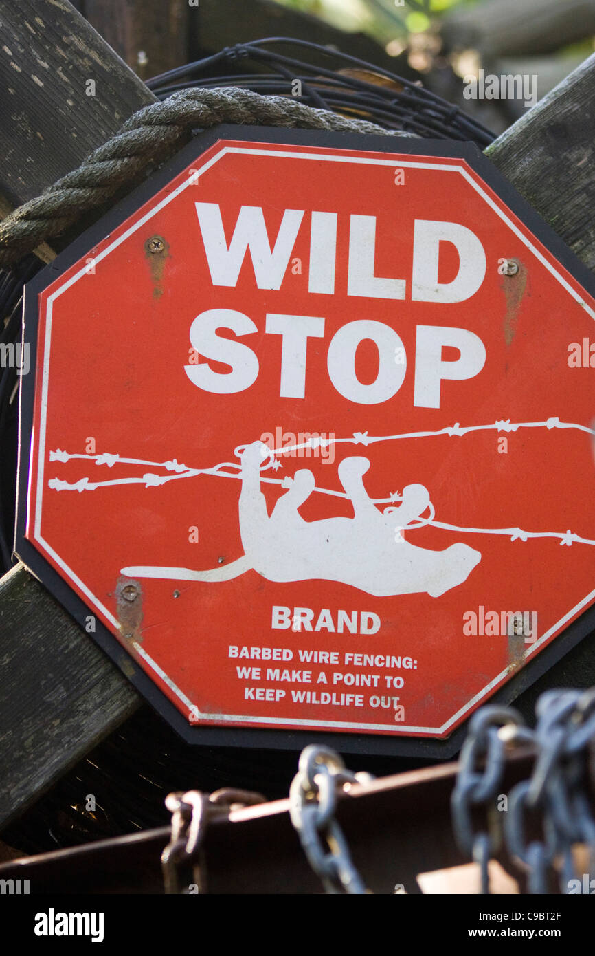 Tiger caught in barbed wire hi-res stock photography and images - Alamy