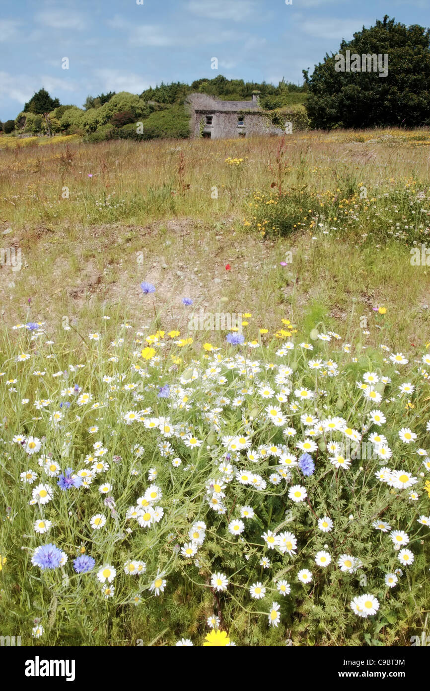 wild flowers on the way to glandore village on the west coast of ...