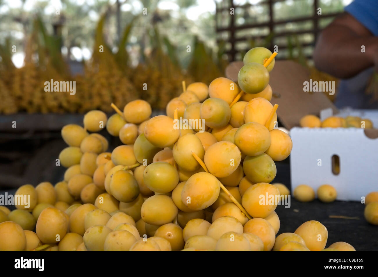 Packing Barhee (or Barhi) dates after picking. Photographed in Israel ...